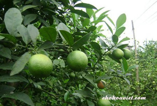 lemon Object Detection Model by lemon