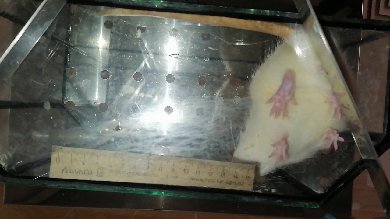 Rat Paw keypoints 2 Keypoint Detection Model by ProDexorite Workspace