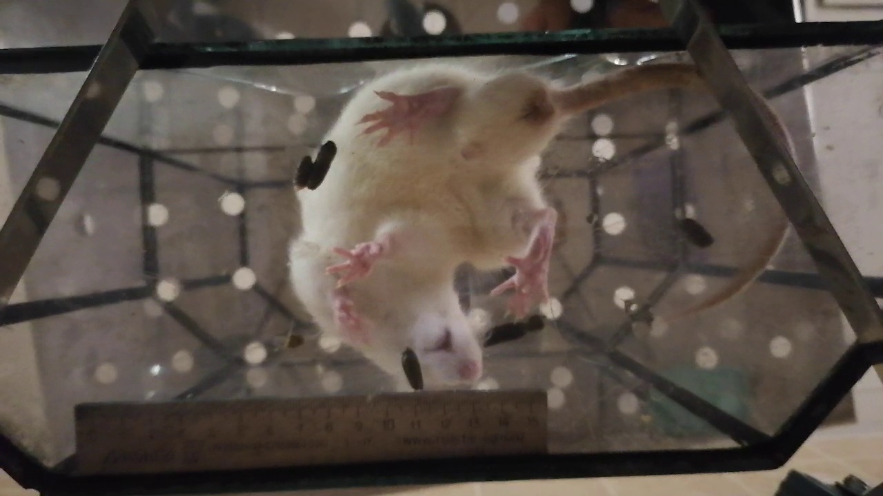 Samsung IT Academy Rat Paw Detection (one class) Object Detection Dataset by ProDexorite Workspace