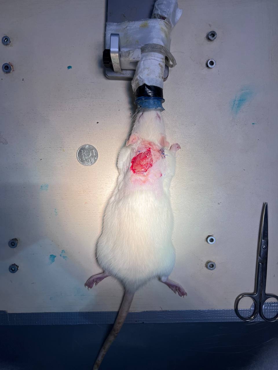 Rat Injuries Instance Segmentation Dataset by ProDexorite Workspace