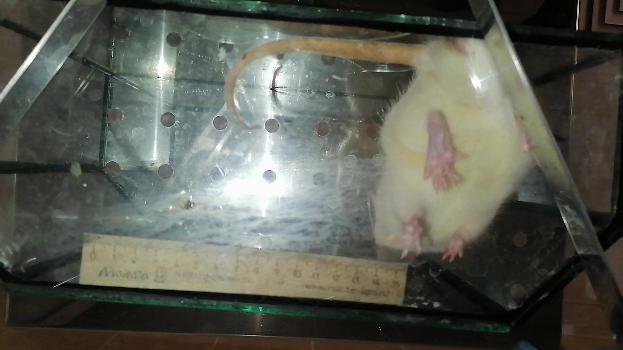 Rat Paw Keypoints Keypoint Detection Dataset By Prodexorite Workspace 9773