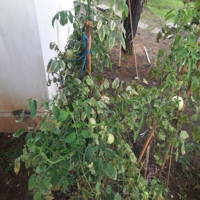 Tomato Ripeness 2 Object Detection Dataset V5 2025 02 08 12 48am By