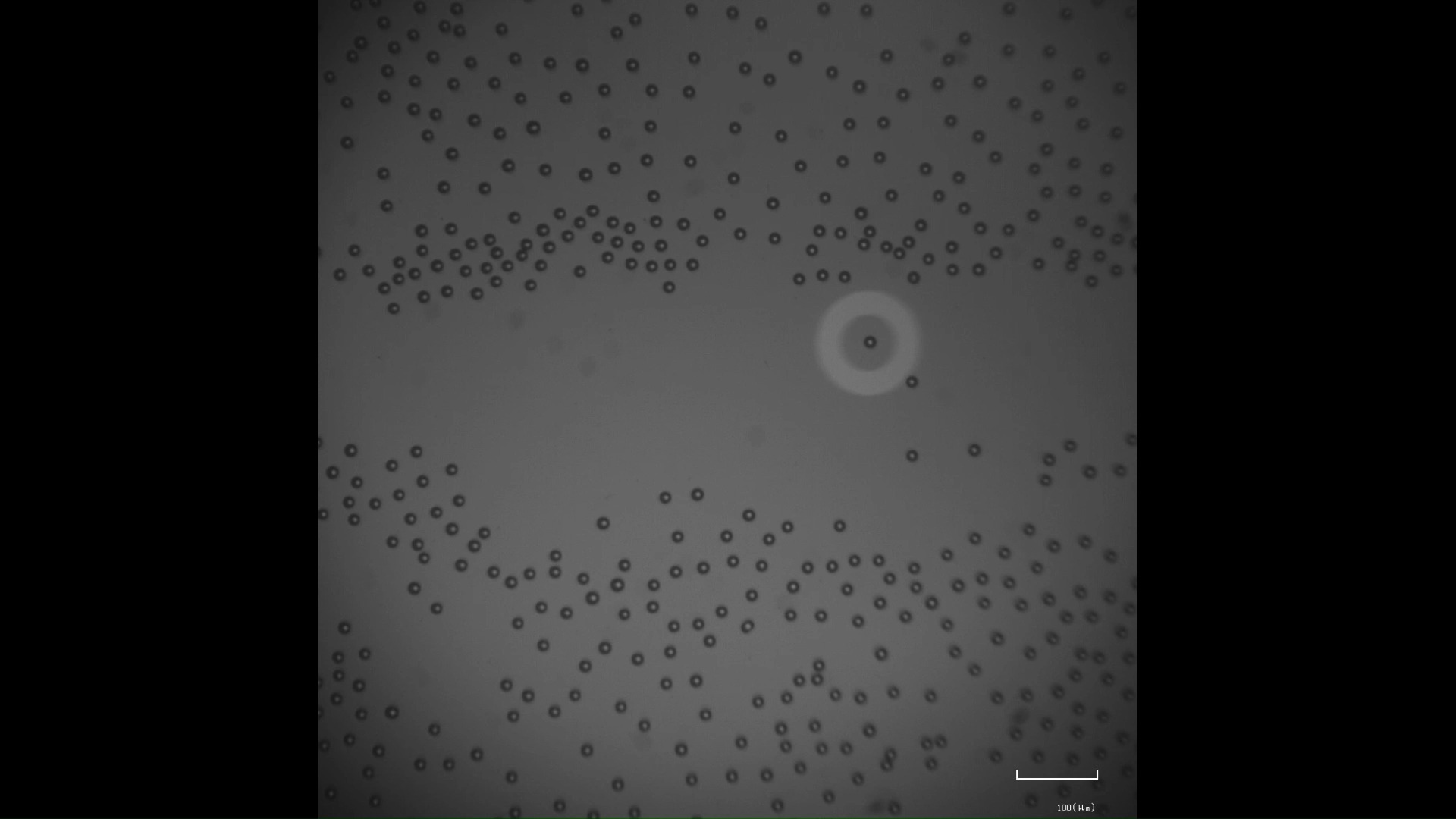 Optoelectronic Tweezer Project For Defocus Object Detection Dataset By