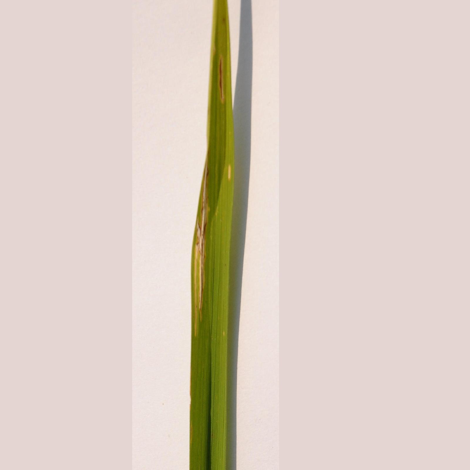 Custom Plant Disease Object Detection Dataset By Objectdetection