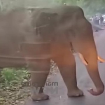 Elephant Detection (elephant-detection-ggnnr) - Roboflow Universe