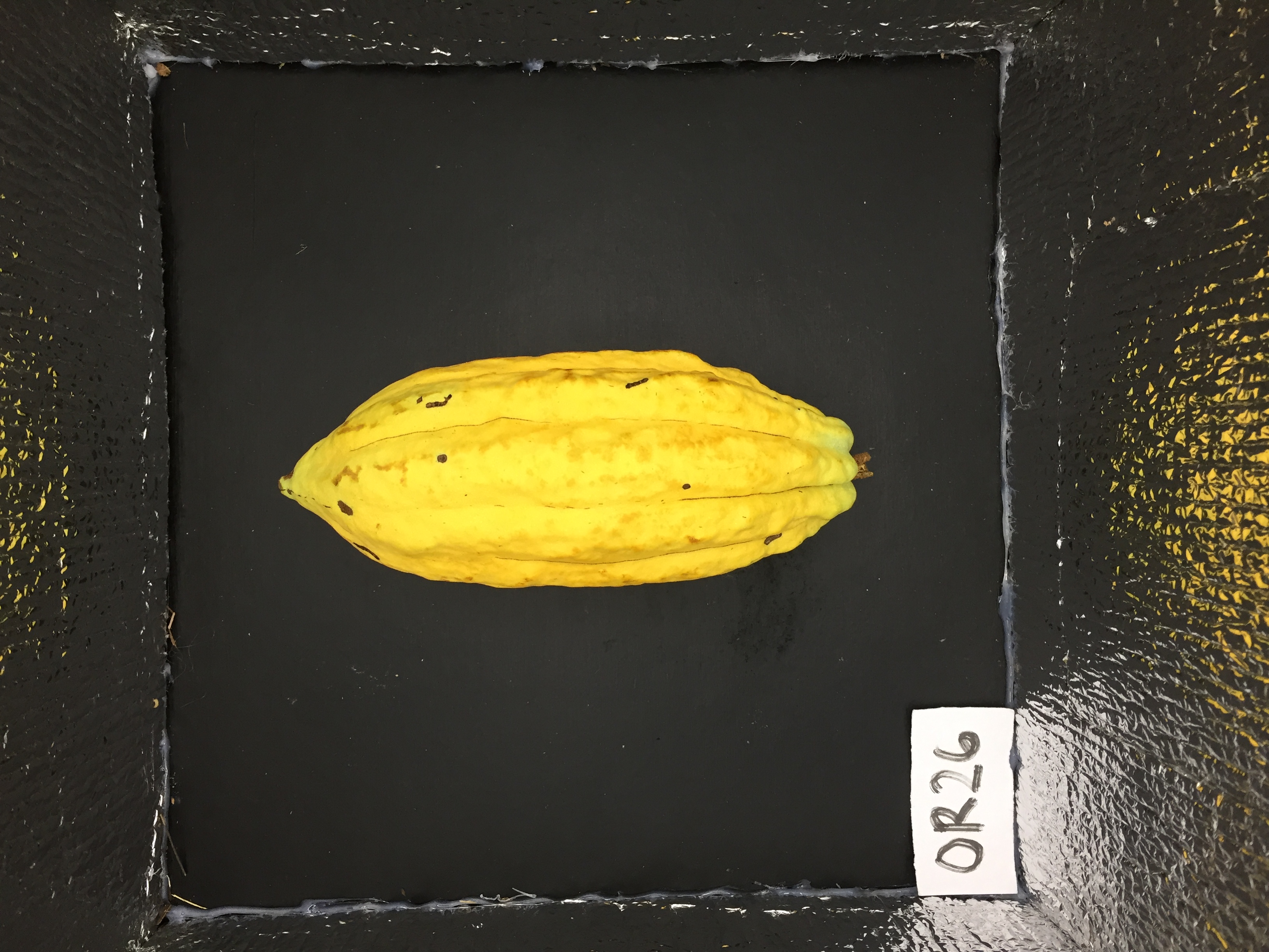 THESIS Object Detection Model by CACAO