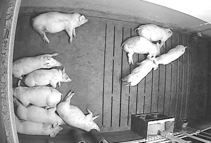 Detection of Pig Parts Object Detection Dataset by ChiPhiXiPi