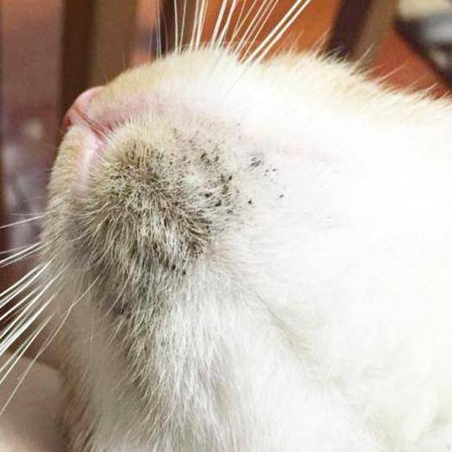 sick cat Object Detection Dataset by Data Science