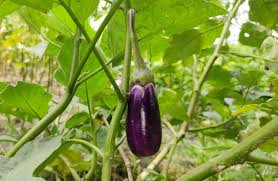 vegetables Instance Segmentation Dataset by MII