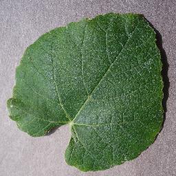 xyzw-old-grape Object Detection Dataset by Anomander