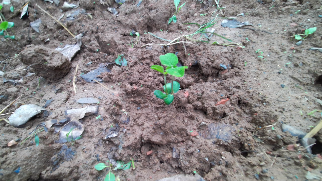 leaf Instance Segmentation Model by cc