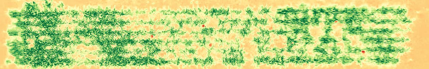 Veg3 Instance Segmentation Dataset By Wheat Crop Disease Detection