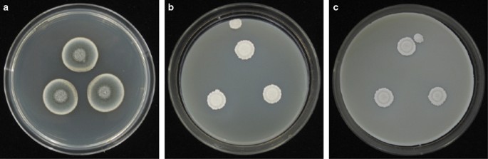 sayed omran - Roboflow Universe