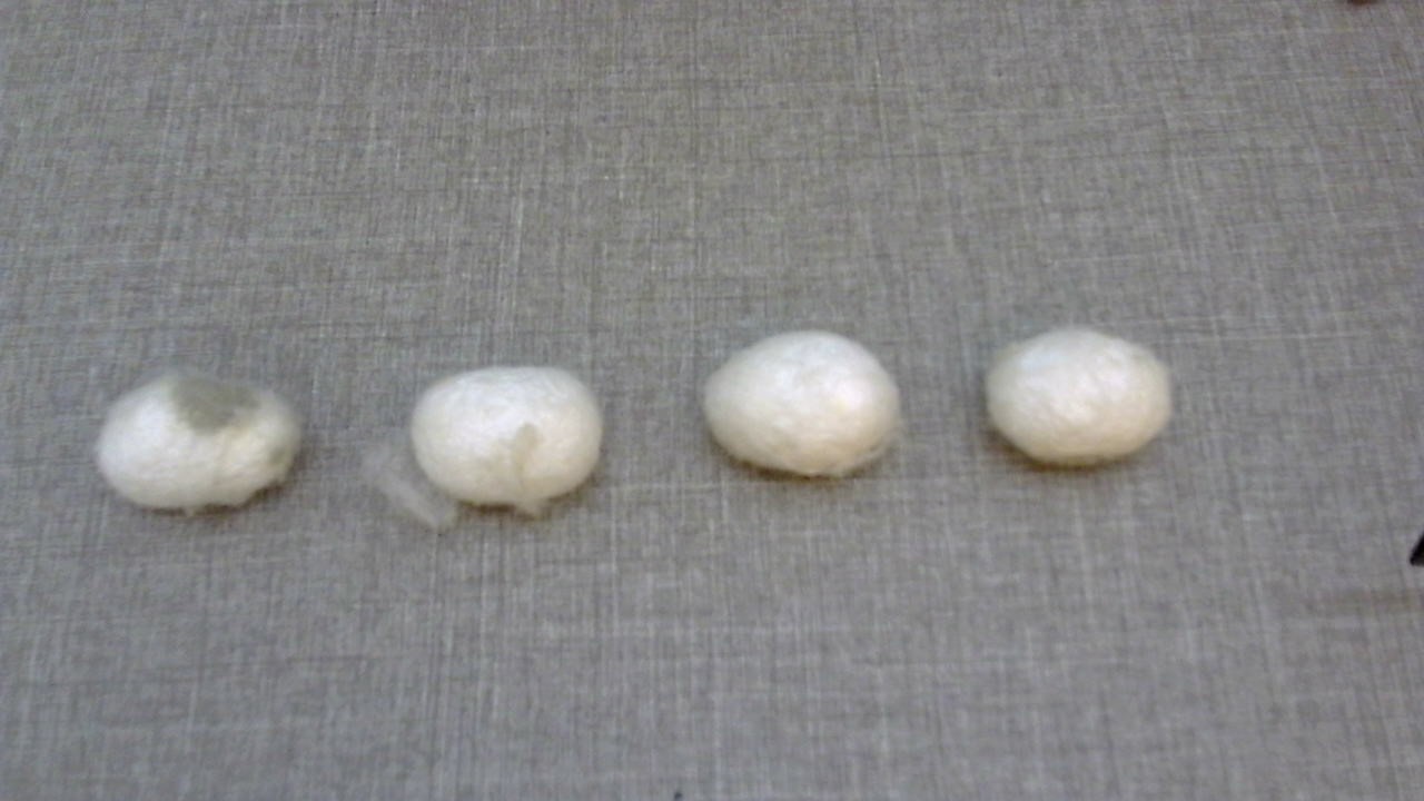 cocoons Object Detection Dataset and Pre-Trained Model by Darshan