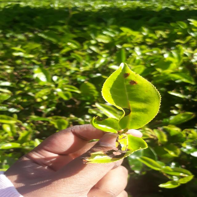 Tea leaf Object Detection Dataset by FIMO