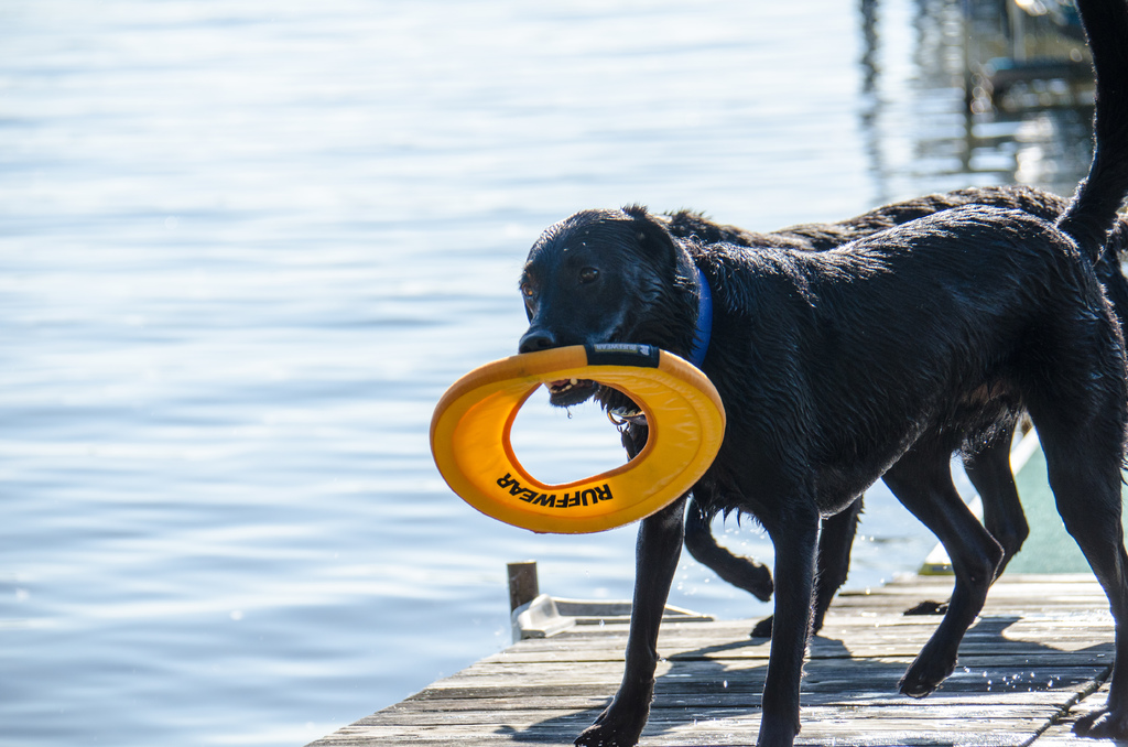 Frisbeefinder Object Detection Dataset By Loic Billaut