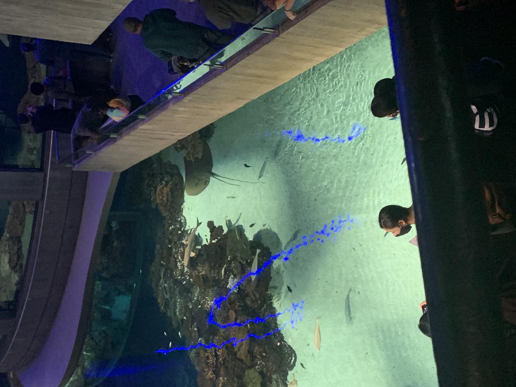 Aquarium Dataset Object Detection Dataset By Jasmine Jayakody