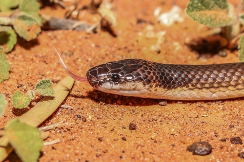 Australian Snakes Classification Model by Aussie AnTrackr