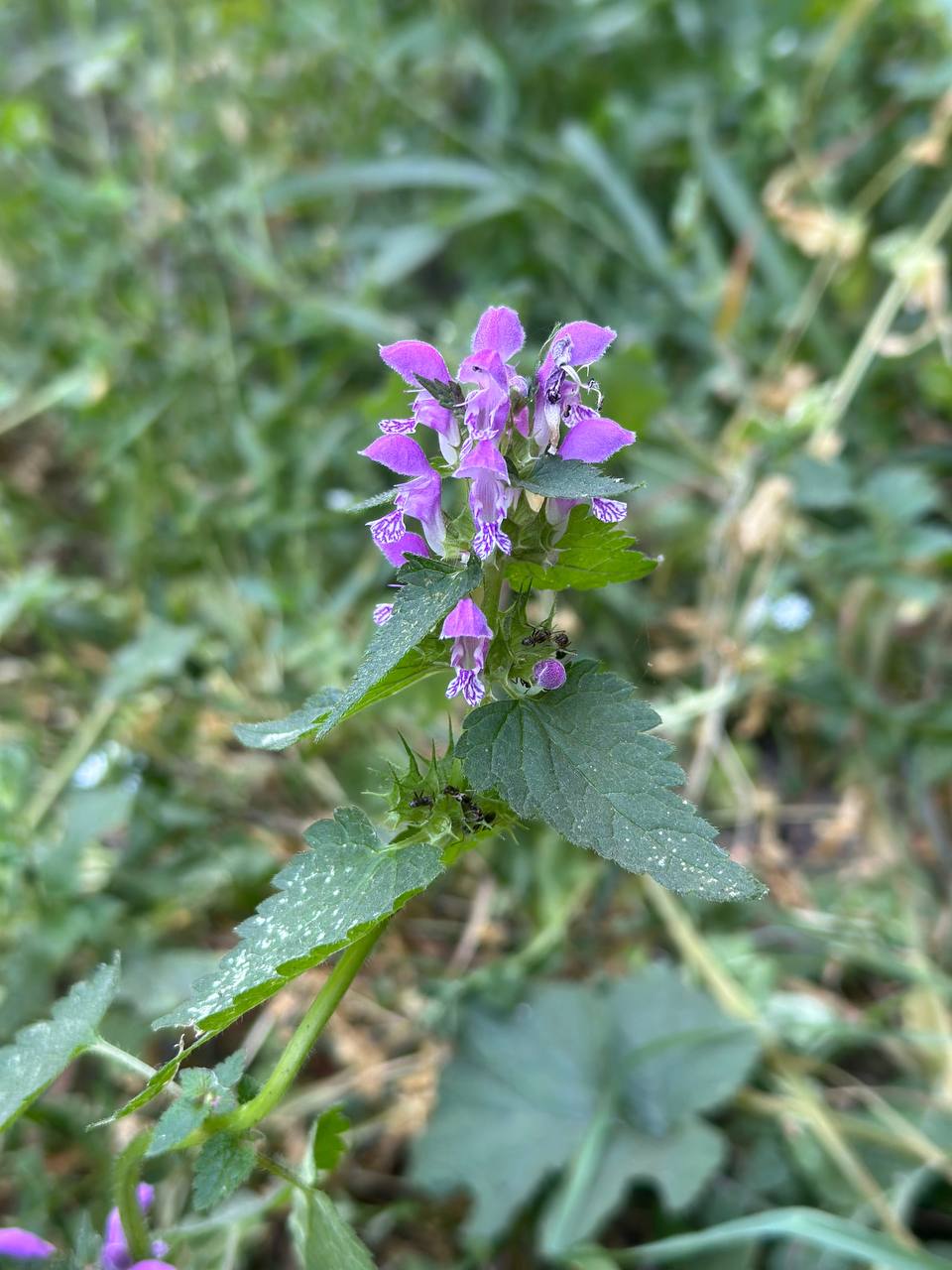 Plants Segmentation Instance Segmentation Dataset And Pre Trained Model By Project Lmhml