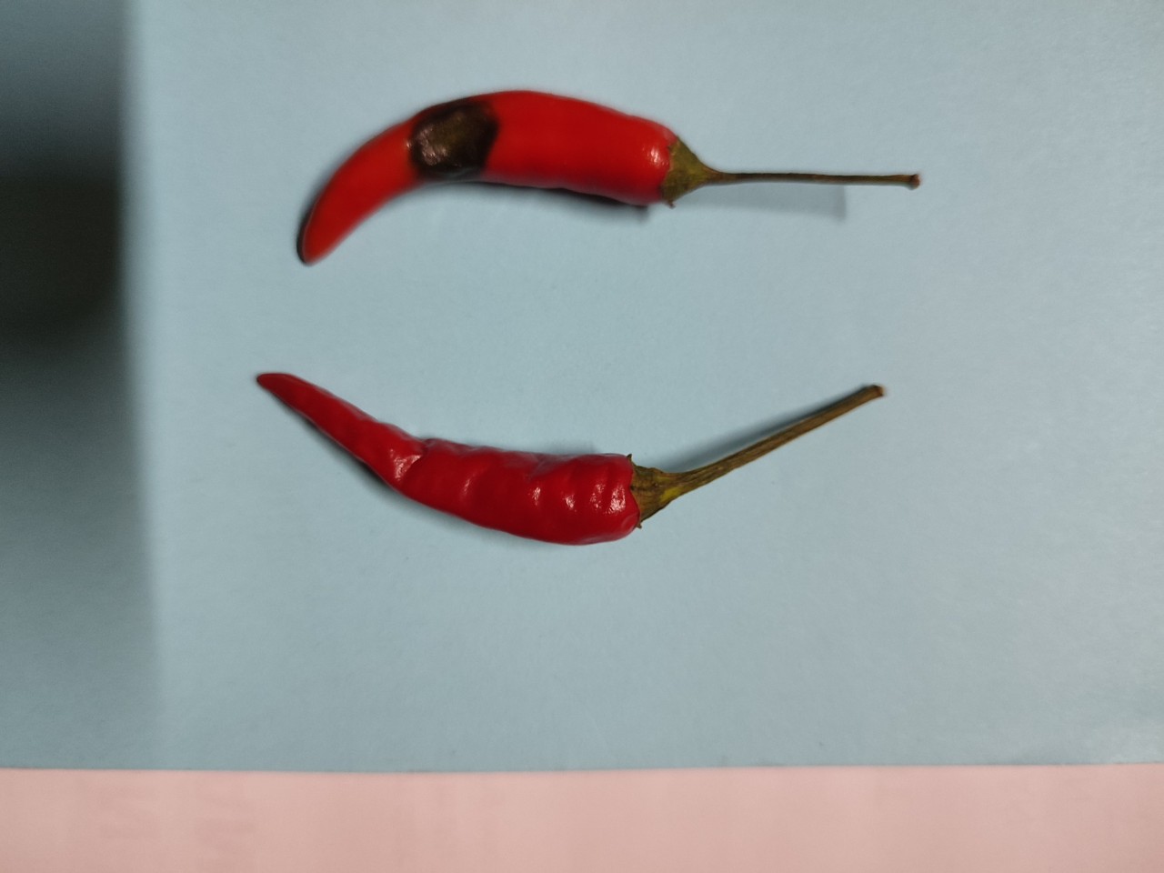 chilli dataset Object Detection Dataset by chakorn viriya