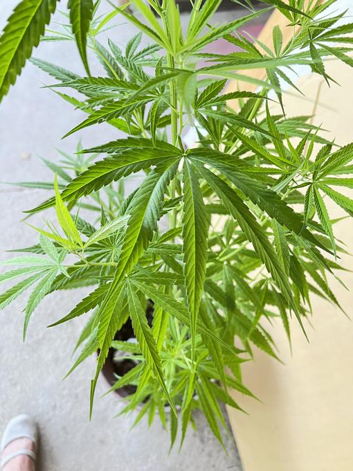 Cannabis Object Detection Dataset And Pre Trained Model By Kasetsart University