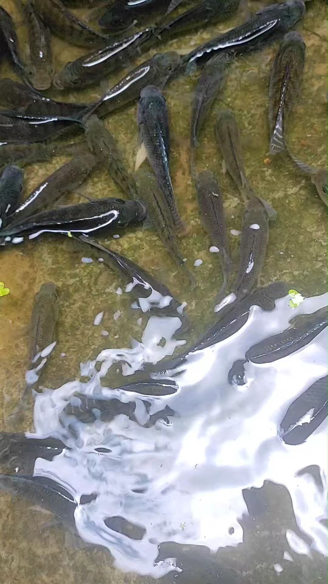 Tilapia Data Set Object Detection Dataset and Pre-Trained Model by My Project Design