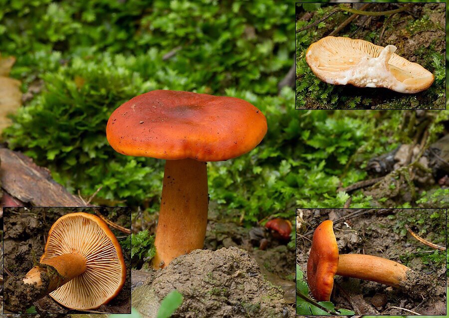 Yolo Mushroom Localization Object Detection Dataset By Albert Tomanek
