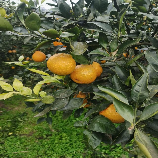 Citrus-Seg Instance Segmentation Dataset by dinhhoanganh