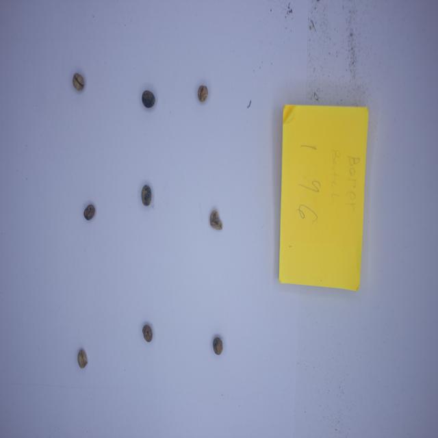Dataset Split 2 Object Detection Dataset By Coffealibericaclassification