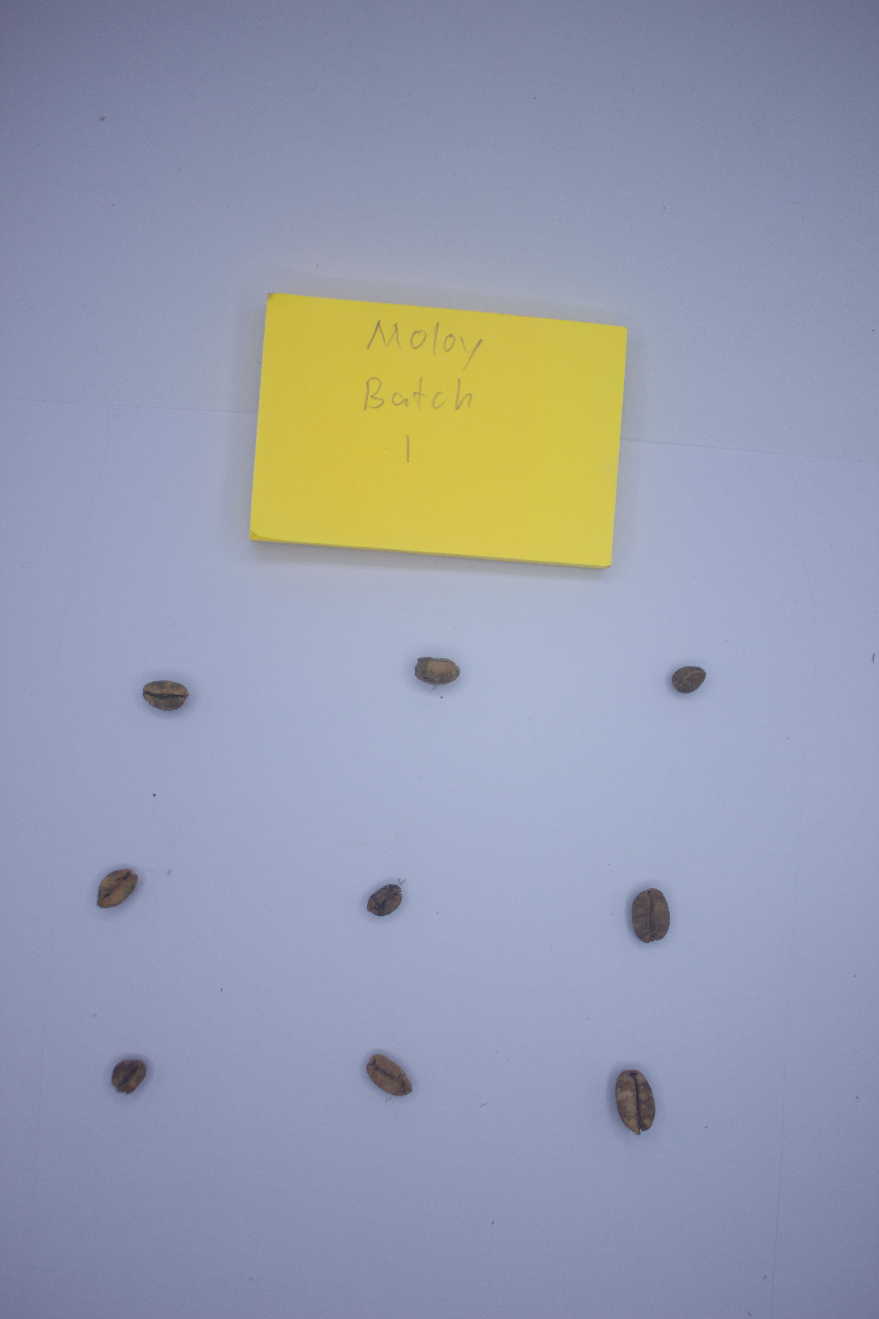Coffee Beans Object Detection Dataset V3 2024 04 29 1 54am By