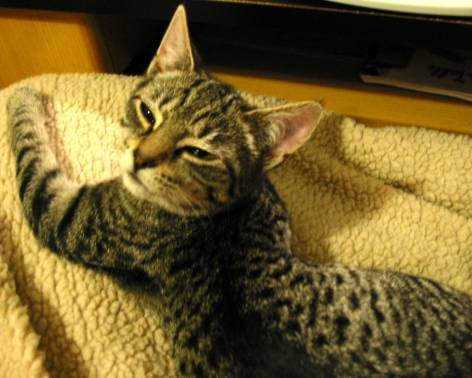 CAT DETECTED Object Detection Dataset and Pre-Trained Model by Test