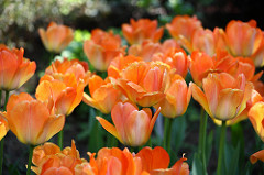 Custom Workflow 2 Object Detection Object Detection Dataset and Pre-Trained Model by Flores