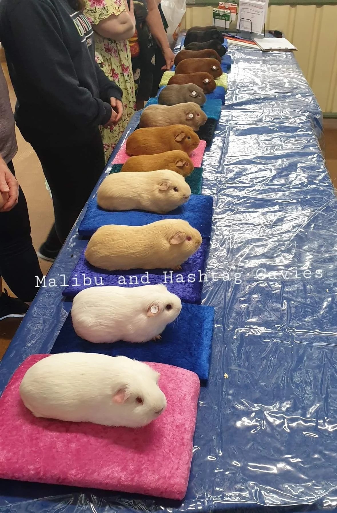 Guinea Pig Detection Object Detection Model by Projects