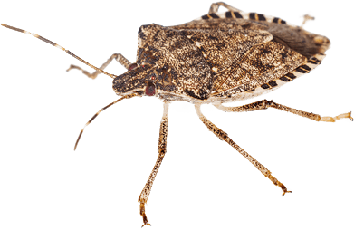 pest3 Object Detection Dataset by pest classification