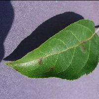 pest classification - Roboflow Universe