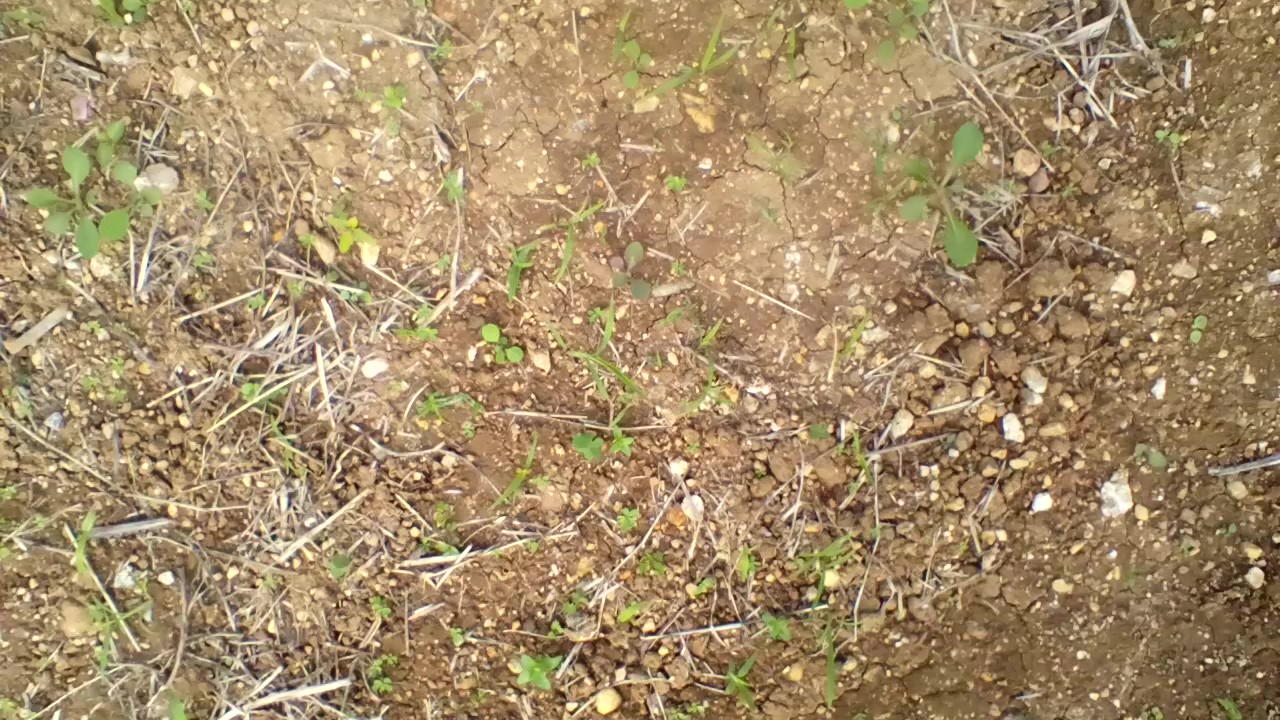 weed Instance Segmentation Dataset and Pre-Trained Model by Akira Hoshikawa