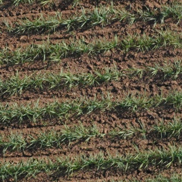 Sugarcane Instance Segmentation Dataset By Sugarcane