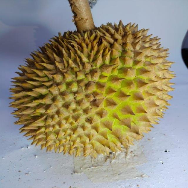durian Object Detection Dataset by tomat