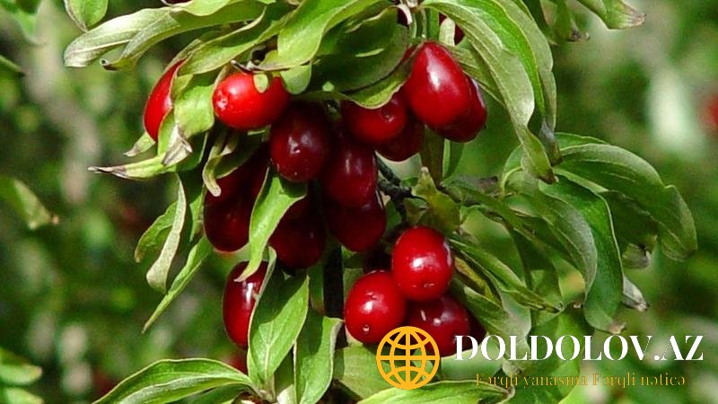 zoqal Object Detection Model by camil