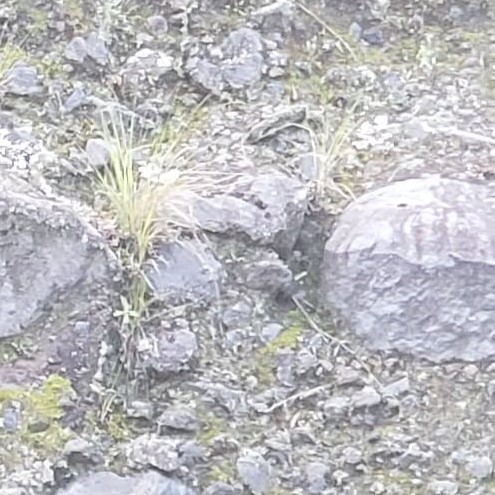 How to Use the SAM model rock detection Object Detection API