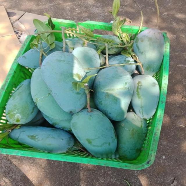 mango Object Detection Dataset by kmutt