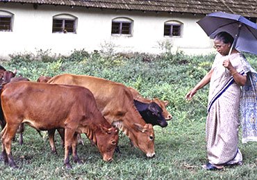 vechur breed detection Classification Model by farvathadnan