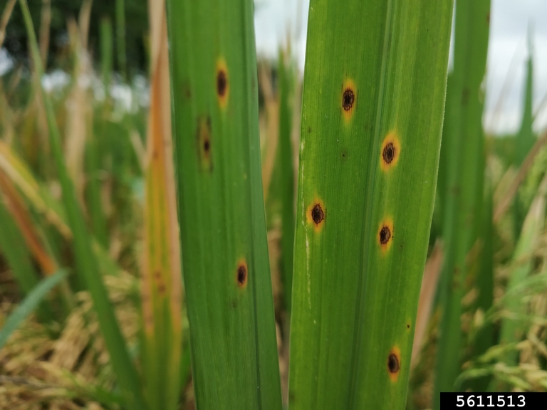 200_RICE_Datasets Object Detection Model by 200RICESheathBlight