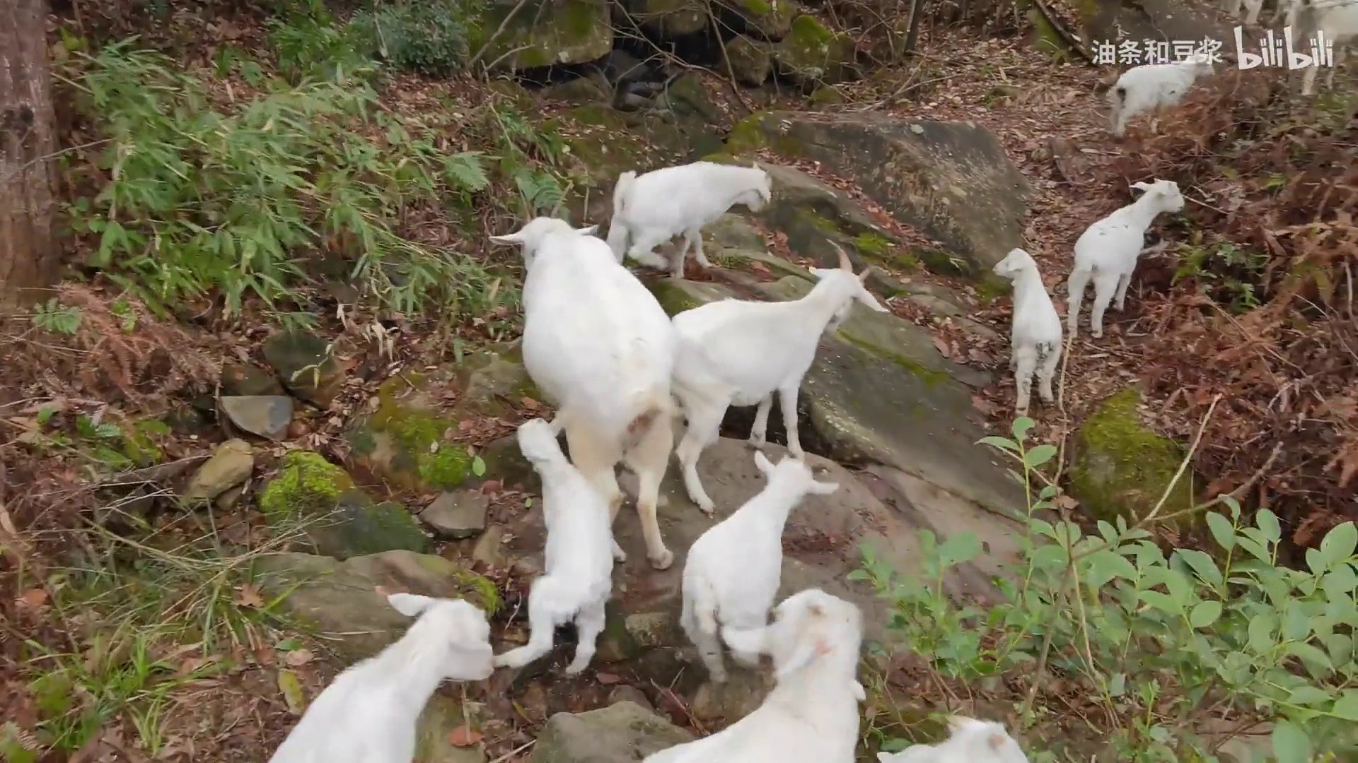 Count of sheep Semantic Segmentation Dataset by Recognition of sheep