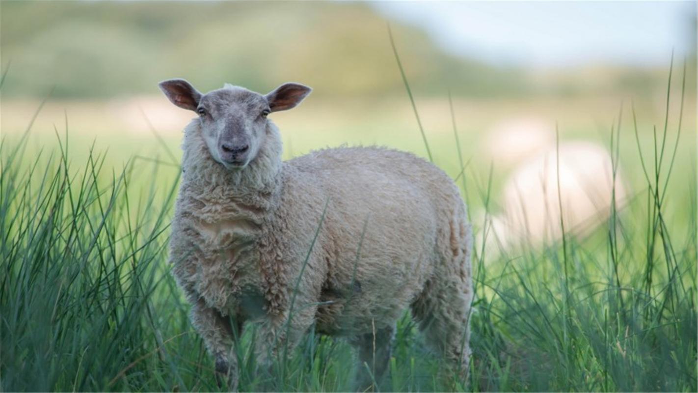 Recognition of sheep Semantic Segmentation Dataset by Recognition of sheep