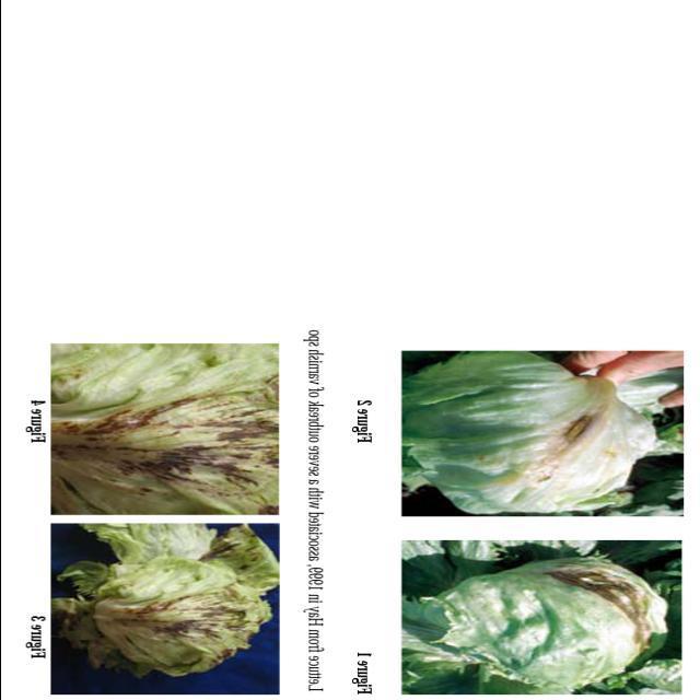 Lettuce Disease Object Detection Dataset and Pre-Trained Model by entrenamiento