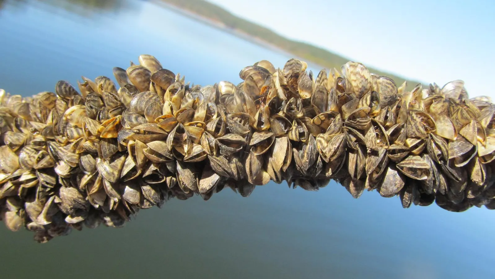 Zebra Mussels Detection Classification Dataset and Pre-Trained Model by AI Bootcamp CV Project