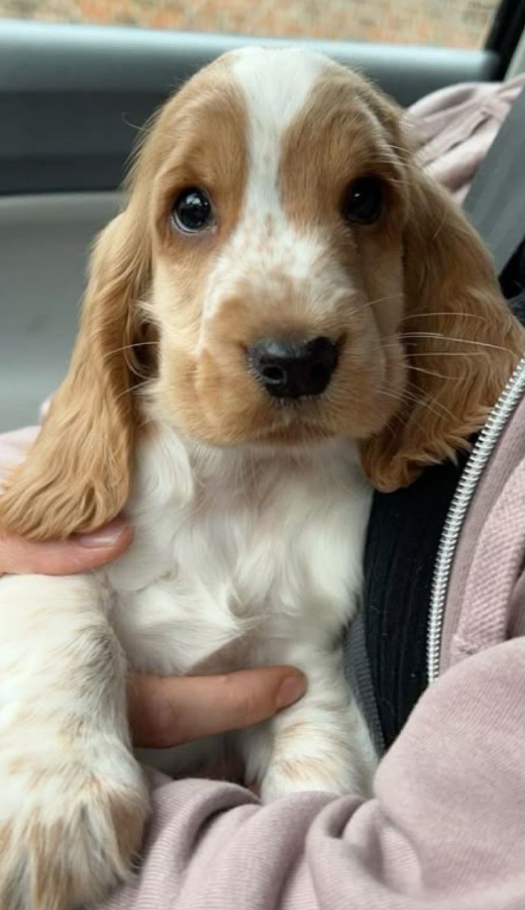 FISH CAT DOG Object Detection Dataset and Pre-Trained Model by AI TOOL