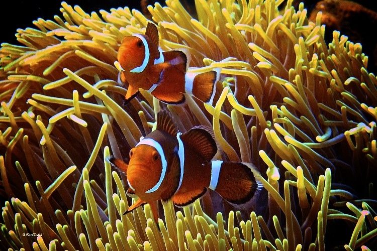 Fish segmentation Instance Segmentation Model by BST2001 v4