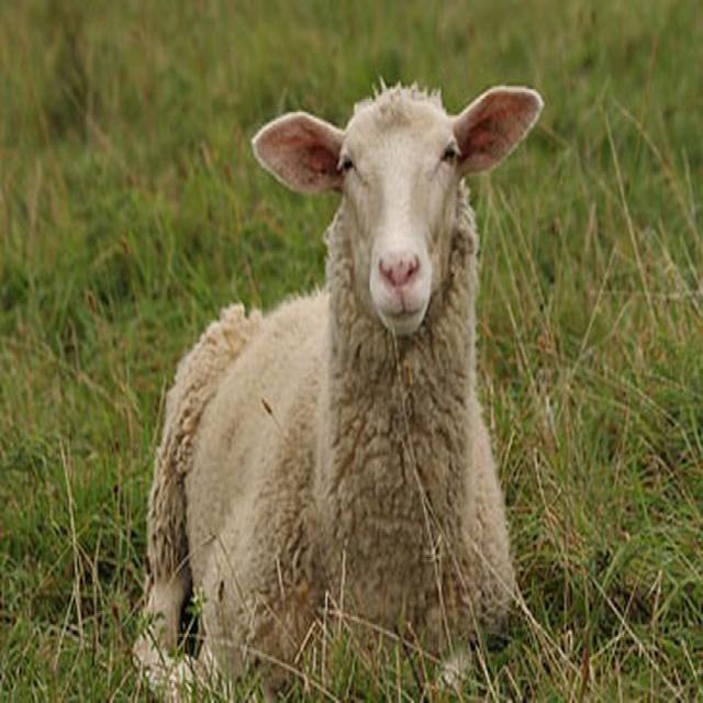 Last Instance Segmentation Dataset by SIP